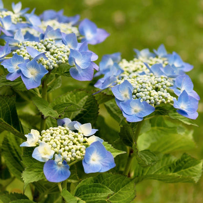 Hydrangea 'Teller Blue' | Mophead Hydrangea – Gardeners Dream
