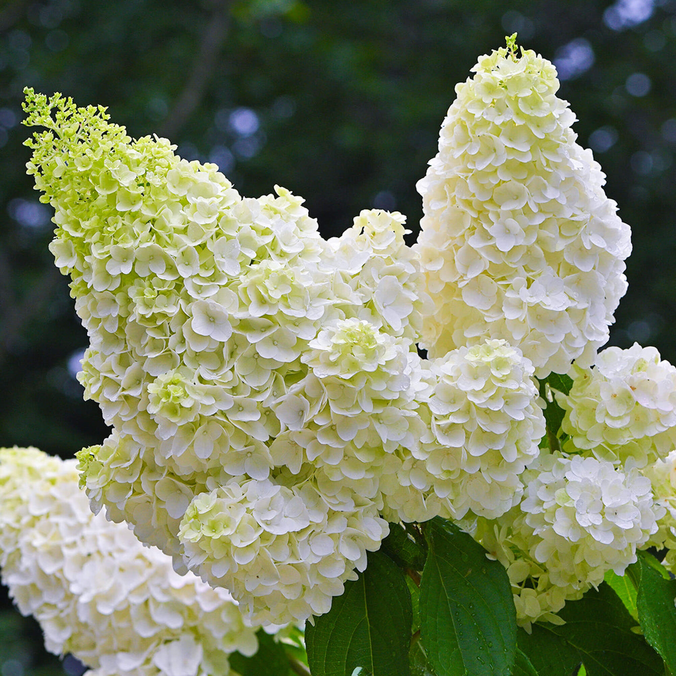 Hydrangea 'Little Spooky' | Panicle Hydrangea – Gardeners Dream