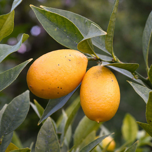 Limequat Tree | Limequat Tree – Gardeners Dream