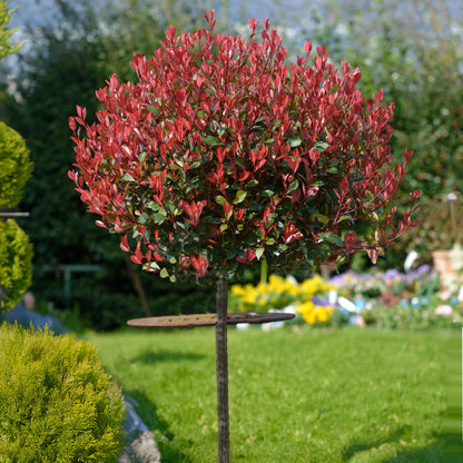 Photinia 'Little Red Robin' Patio Tree | Christmas Berry Tree ...
