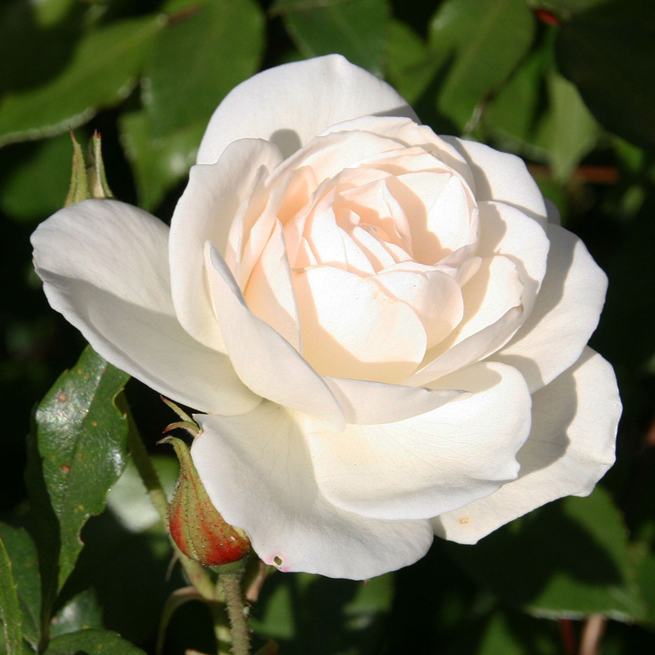 White Rose | Rose – Gardeners Dream