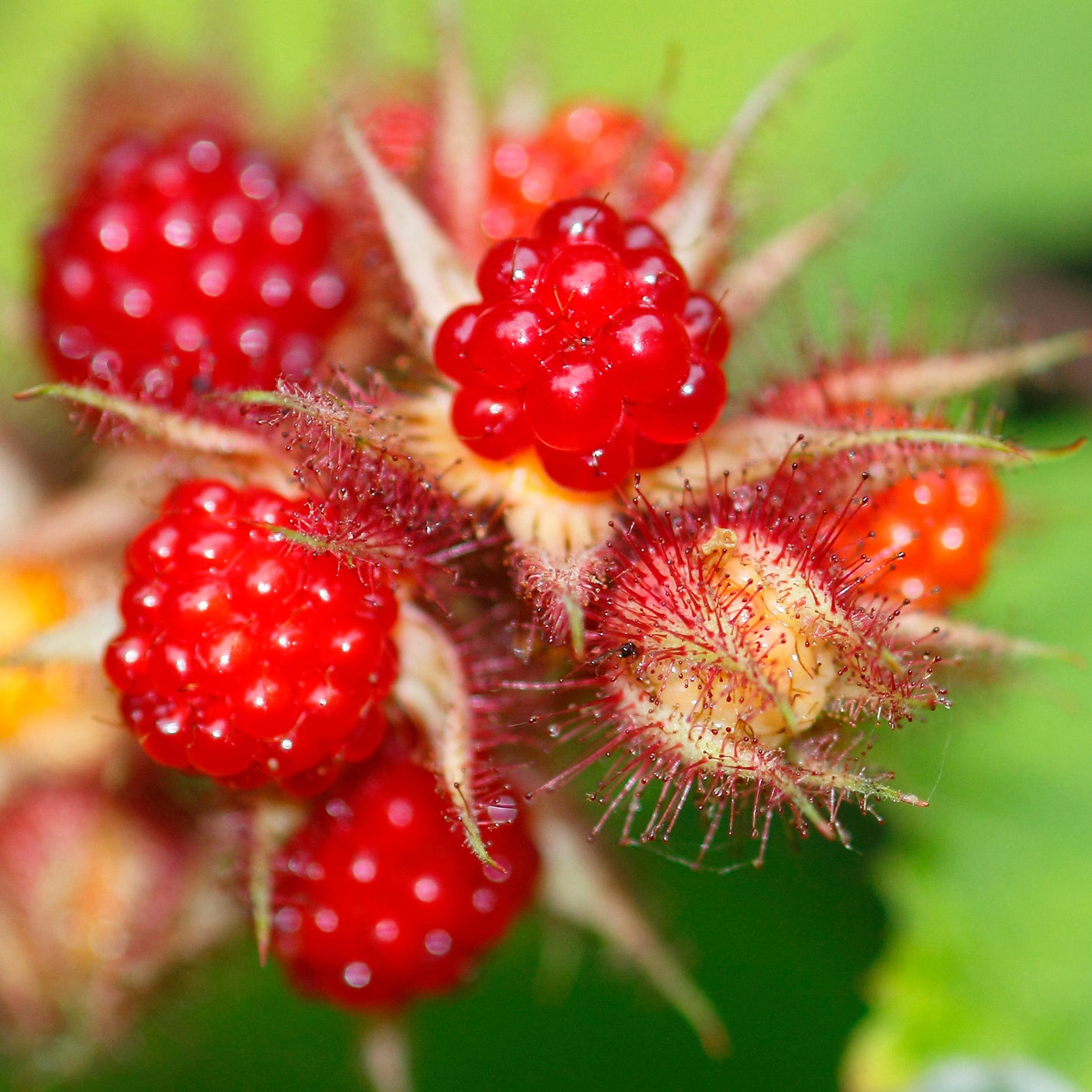 Wineberry | Wineberry – Gardeners Dream