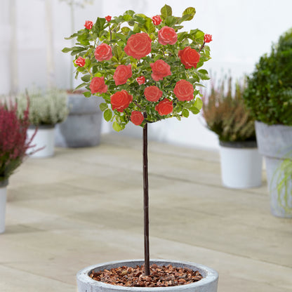 Red Potted Rose on Standard Stem | Rose – Gardeners Dream