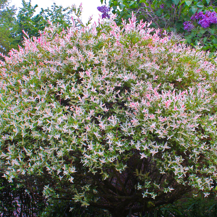 Salix 'Tortuosa' | Dragon's Claw Willow Tree – Gardeners Dream