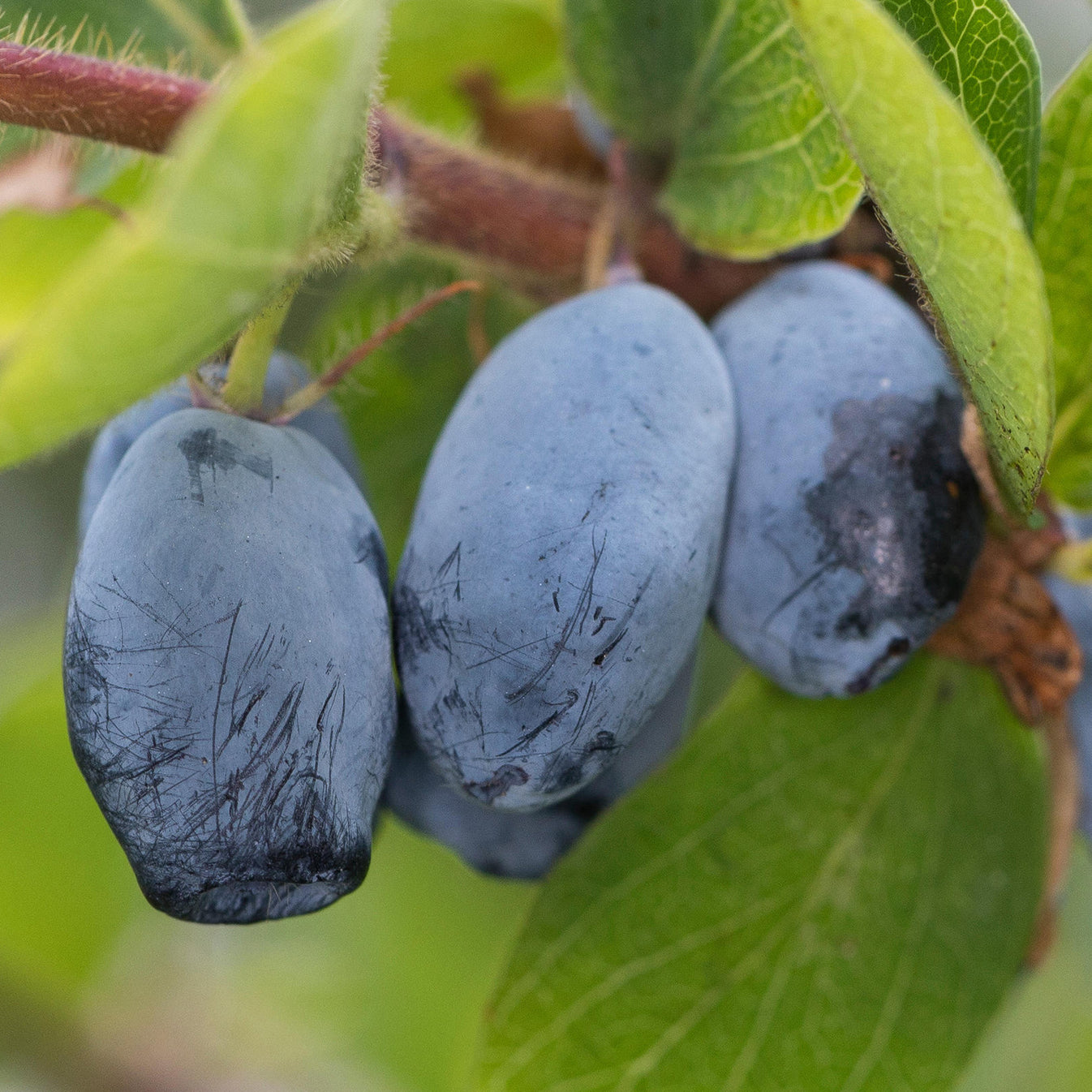 Honeyberry 'Strawberry Sensation' | Honeyberry – Gardeners Dream