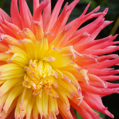 Dahlia 'Fringed Star' | Dahlia Tubers – Gardeners Dream