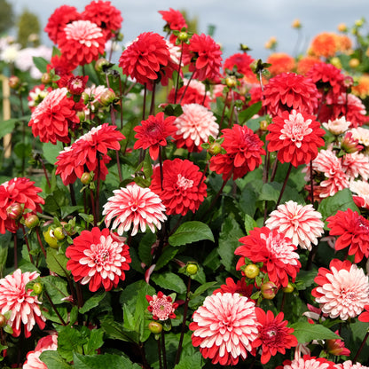 Dahlia 'Pacific Time' | Dahlia Tubers – Gardeners Dream
