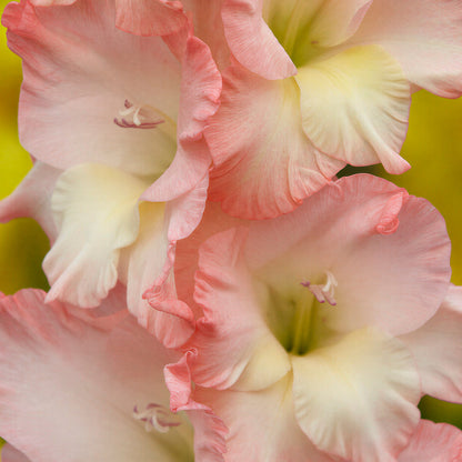Gladioli 'Careless' | Gladioli Corms – Gardeners Dream