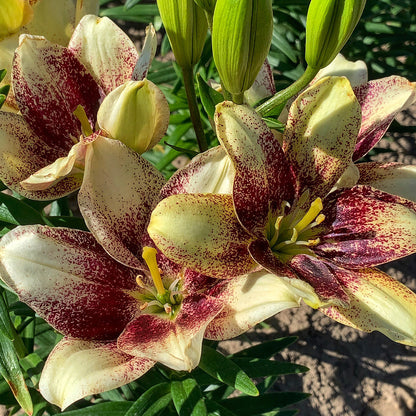 Lilium 'Easy Spot' | Lily – Gardeners Dream