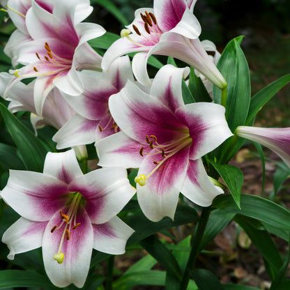 Lilium 'Skyscraper Friso' | Lily – Gardeners Dream
