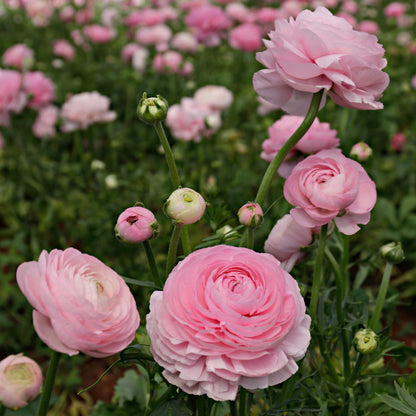 Ranunculus 'Candy Pink' | Ranunculus Corms – Gardeners Dream