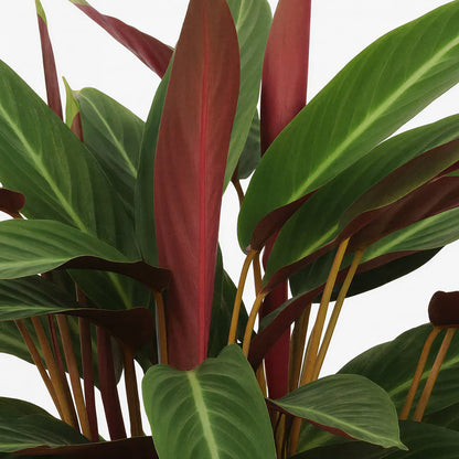 Calathea 'Magicstar' | Stromanthe Sanguinea Magicstar – Gardeners Dream