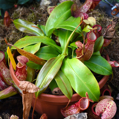 Carnivorous House Plant Mix | Mixed Varieties – Gardeners Dream