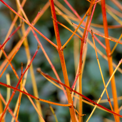 Cornus 'Winter Beauty' | Dogwood – Gardeners Dream