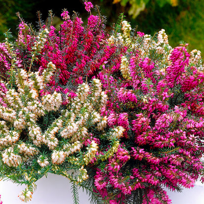 Erica 'Winter Ladies' Heather Mix | Winter Heather – Gardeners Dream