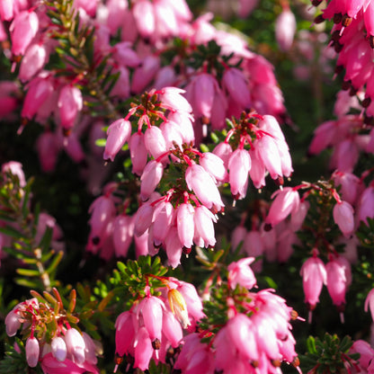 Erica 'Winter Ladies Red' Heather | Winter Heather – Gardeners Dream