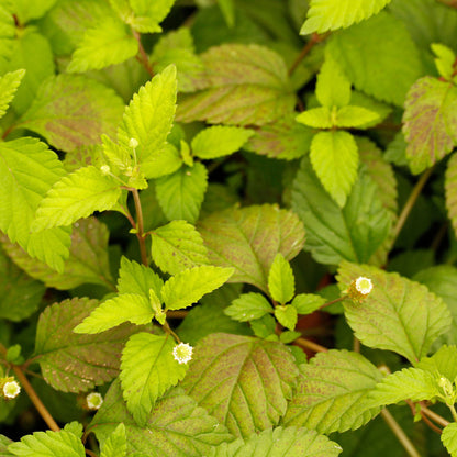 Aztec Sweet Herb Plants | Phyla dulcis – Gardeners Dream