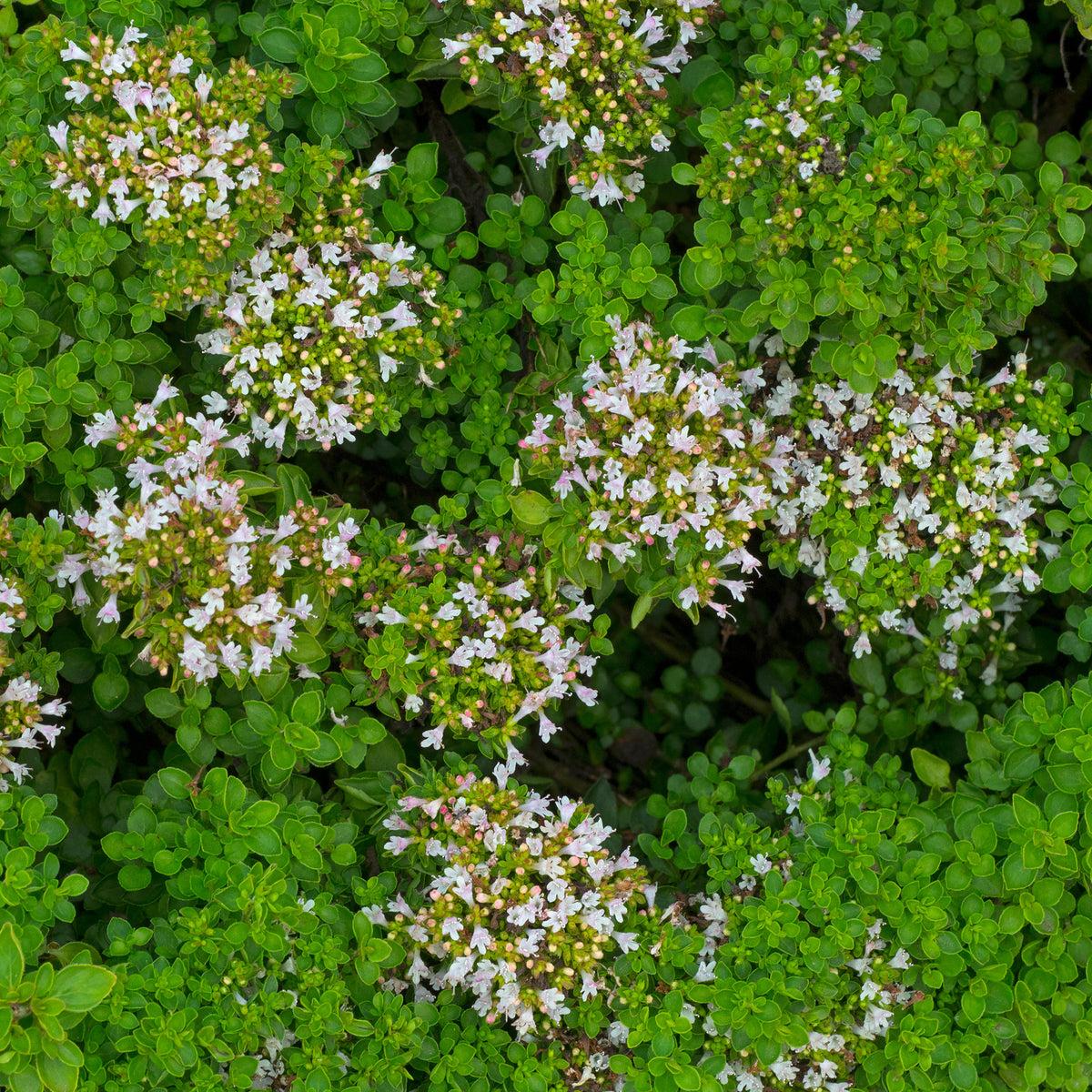 Marjoram Compact Herb Plants | Origanum vulgare 'Compactum' – Gardeners ...