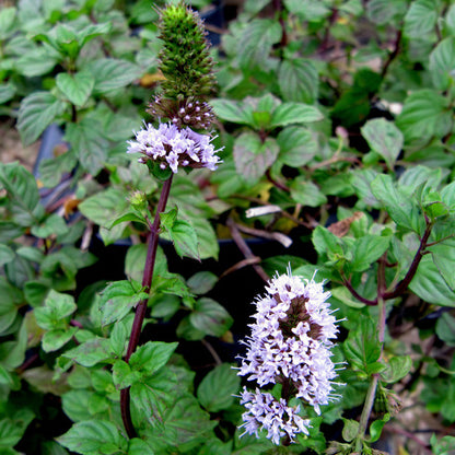 Mint Eau-de-Cologne Herbs | Mentha x piperita f. citrata – Gardeners Dream
