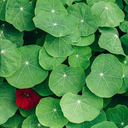 Nasturtium Blue Pepe Herb Plants | Tropaeolum majus – Gardeners Dream