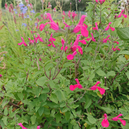 Sage Blackcurrant Herb Plants | Salvia microphylla – Gardeners Dream