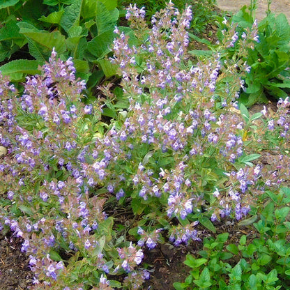 Sage Nazareth Herb Plants | Salvia officinalis 'Nazareth' – Gardeners Dream