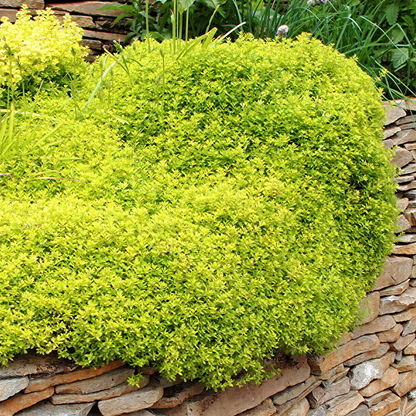 Thyme Archers Gold Herb Plants | Thymus 'Archers Gold' – Gardeners Dream