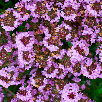 Thyme Caborn Wine & Roses Herb Plants | Thymus – Gardeners Dream