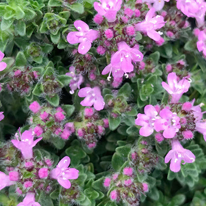 Thyme Pink Chintz Herb Plant | Thymus serpyllum Pink Chintz – Gardeners ...
