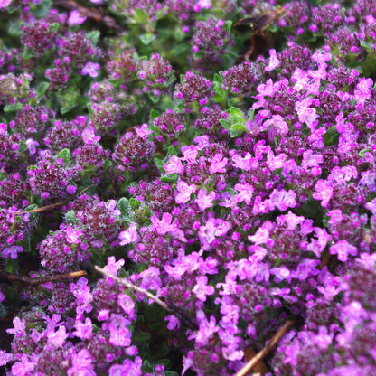 Thyme Pink Ripple Herb Plants | Thymus 'Pink Ripple' – Gardeners Dream
