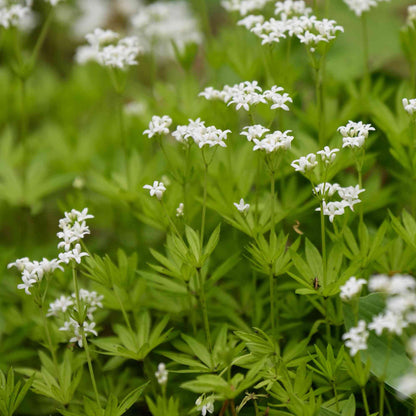 Woodruff Sweet Herb Plants | Galium odoratum – Gardeners Dream