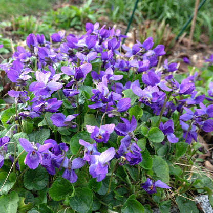 Sweet Violet Herb Plants | Viola odorata – Gardeners Dream