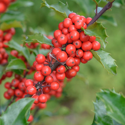 Ilex 'Blue Princess' | Holly – Gardeners Dream