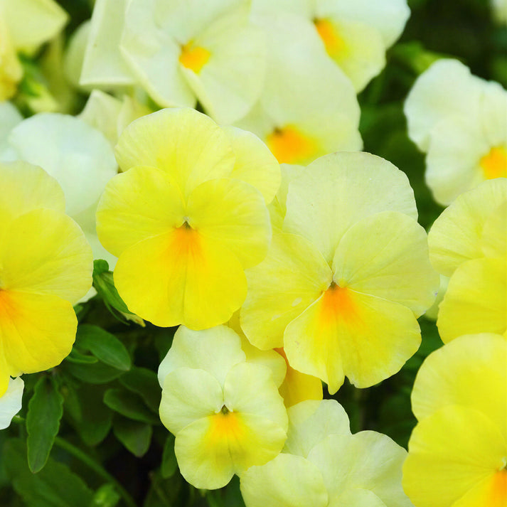 Jumbo Pure Primrose Winter Pansy | Pansy – Gardeners Dream