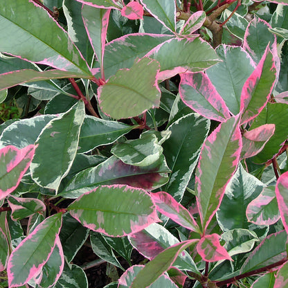 Photinia 'Pink Marble' | Christmas Berry – Gardeners Dream