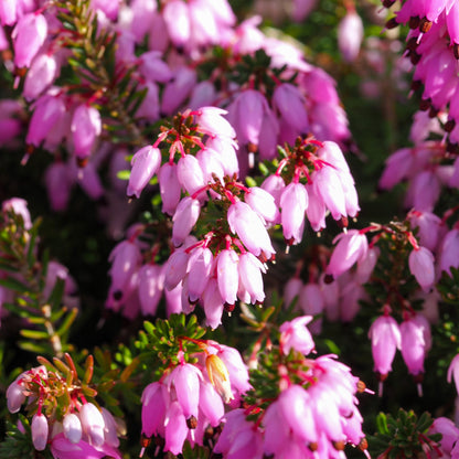 Red Erica Heather | Winter Heather – Gardeners Dream