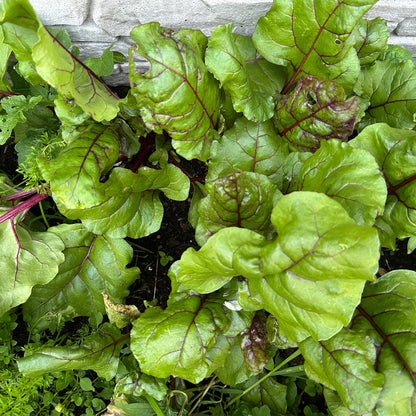 Leaf Beet 'Swiss Chard' | Grow Your Own Vegetables – Gardeners Dream