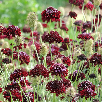 Scabiosa 'Black Knight' | Sweet Scabious Flower Seeds – Gardeners Dream