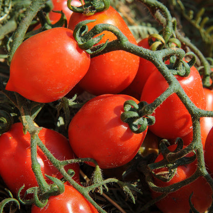 Tomato 'Vesuvius' F1 Seeds | Easy to Grow Tasty Tomatoes – Gardeners Dream
