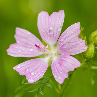 Wildflower 'Musk Mallow' Seeds | Hardy Garden Perennials – Gardeners Dream