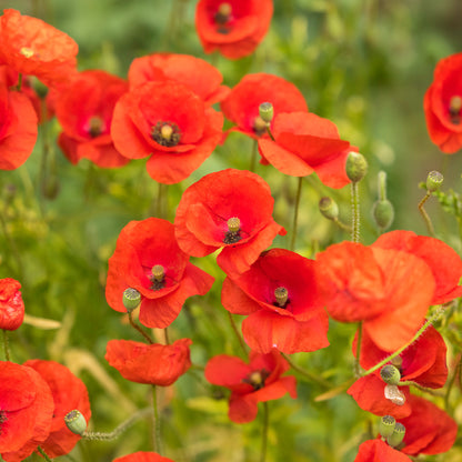 Wildflower 'Poppy Field' Seeds | Outdoor Garden Annuals – Gardeners Dream