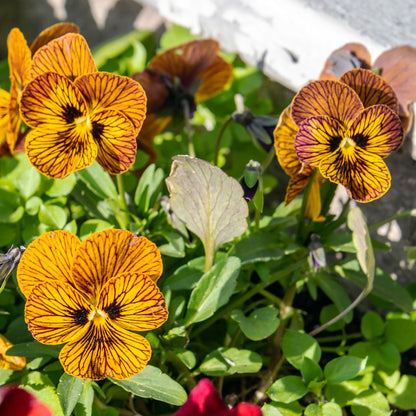 Viola Tiger Eye Bedding Plants | Sweet Violet – Gardeners Dream