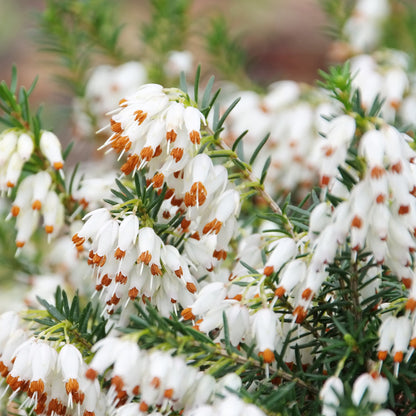 White Erica Heather | Winter Heather – Gardeners Dream
