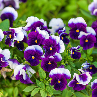 Winter Flowering Viola Beaconsfield | Horned Violet – Gardeners Dream