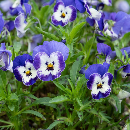 Winter Flowering Viola Delft Blue | Horned Violet – Gardeners Dream