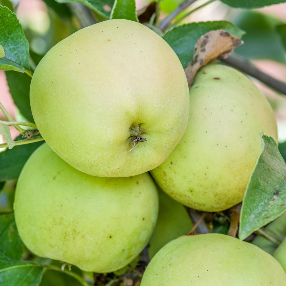 Apple 'Golden Delicious' | Apple Tree – Gardeners Dream