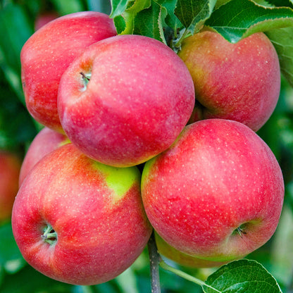 Apple 'Jonagold' | Apple Tree – Gardeners Dream