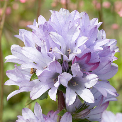 Campanula 'Caroline' | Clustered Bellflower – Gardeners Dream