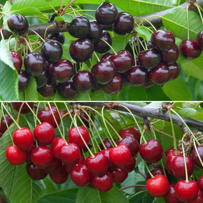 Cherry Duo | Cherry Tree – Gardeners Dream