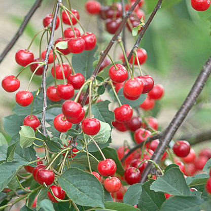 Cherry 'Morello' | Cherry Tree – Gardeners Dream